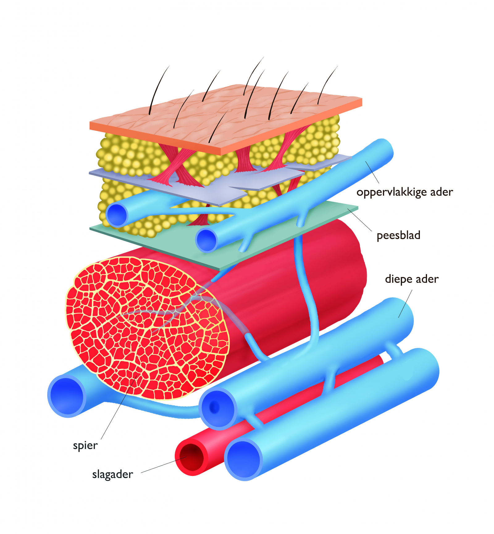 Ontstaan van spataders - Heelkunde tielt