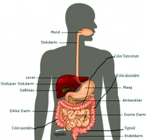 Colon of dikke darm - Heelkunde tielt