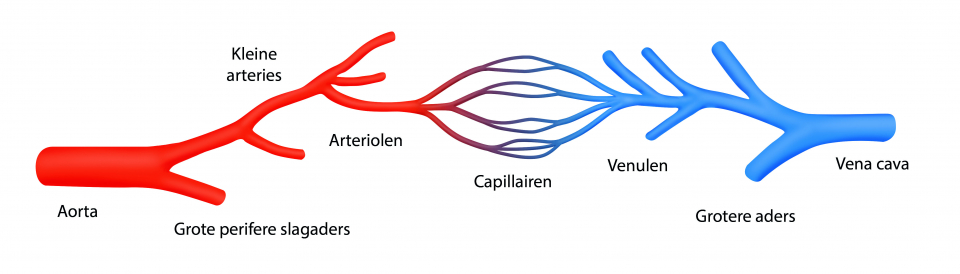 Ontstaan van spataders - Heelkunde tielt
